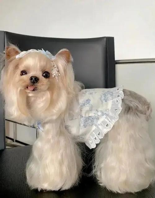 狗狗几个月可以出去溜达图标