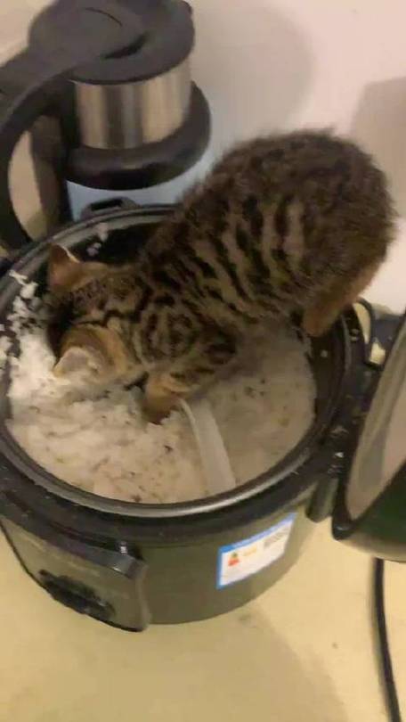 猫吃米饭好还是吃猫粮好图标