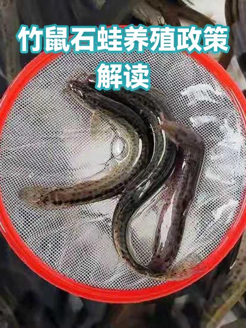 国家对养竹鼠的最新政策图标