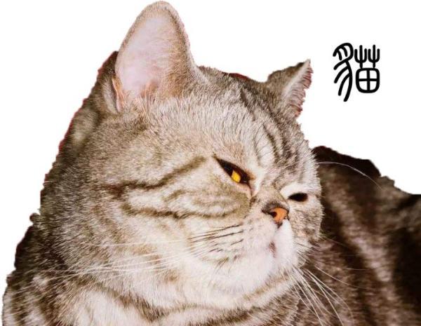养猫的女人性格特点图标