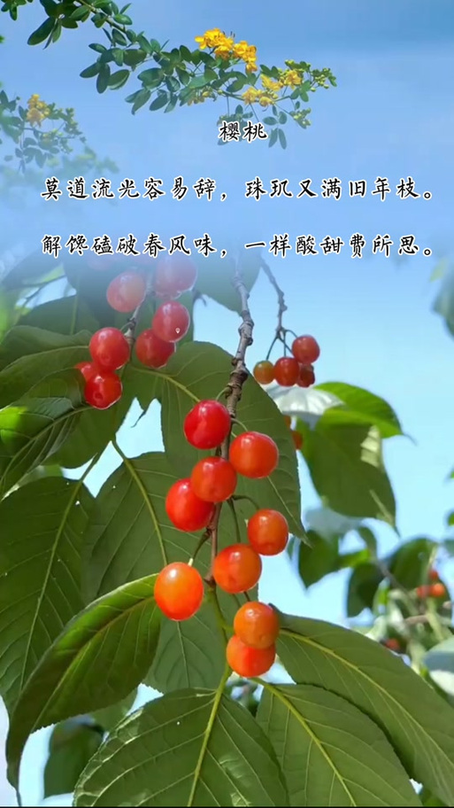 关于樱桃的文案图标