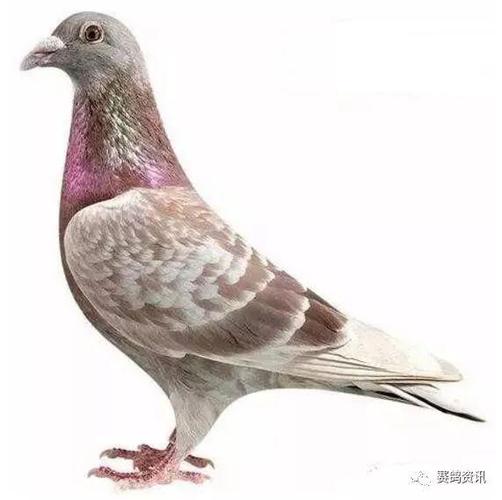红雨点鸽子和红绛鸽子区别缩略图