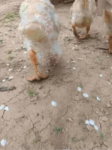 禽病无忧网图标
