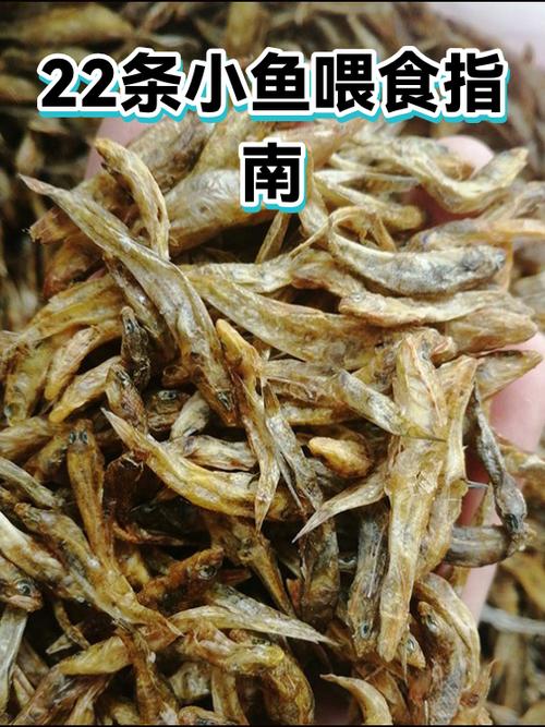 小鱼多久喂一次比较好图标