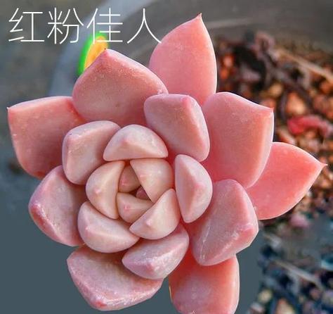 红粉佳人暗示啥意思图标