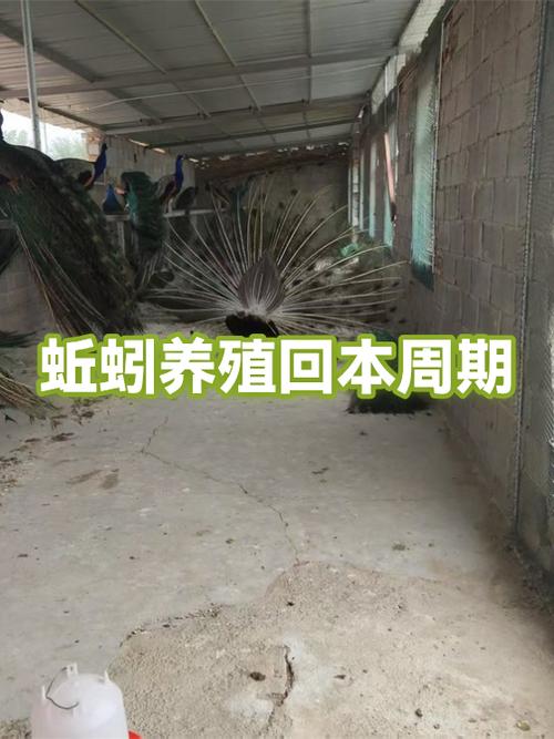 回本最快的养殖业图标