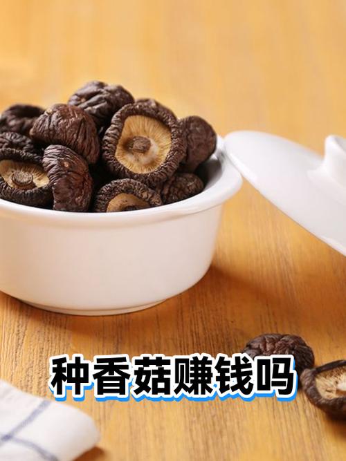 种香菇赚钱吗图标
