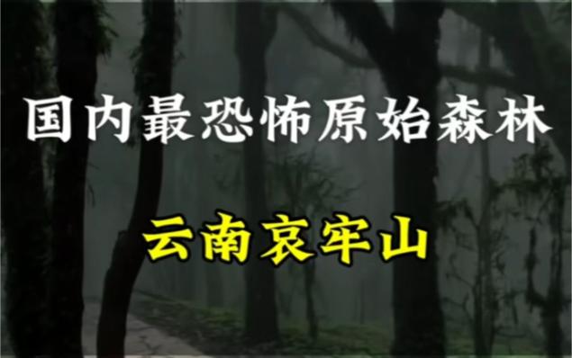 中国哪个森林最可怕图标