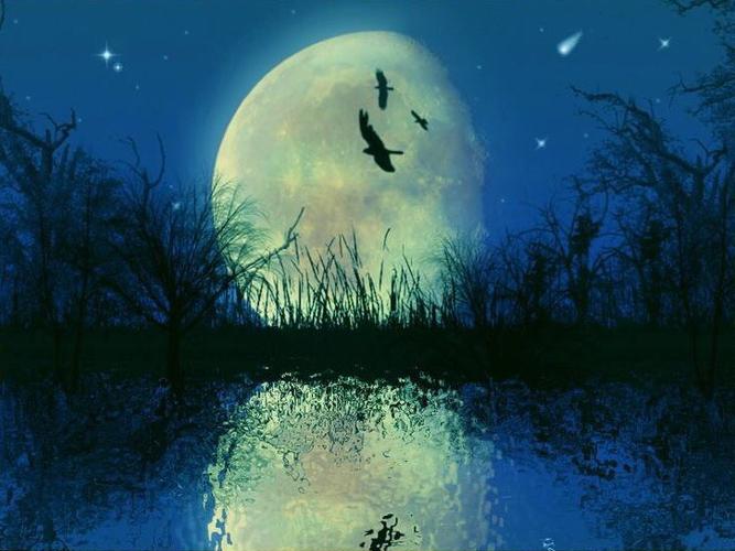 星辰和大海夜鸟截图
