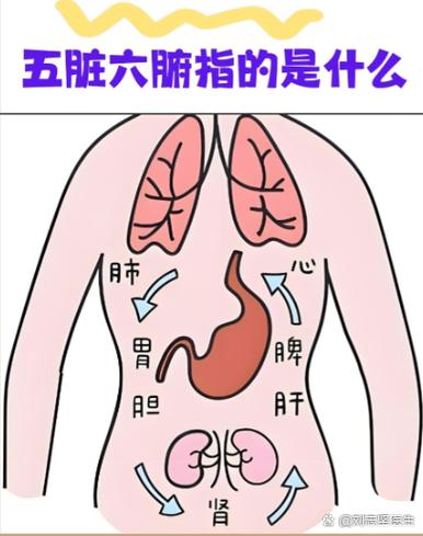 五脏六腑位置口诀图标