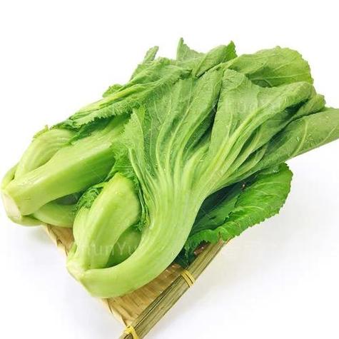 芥菜的营养价值图标