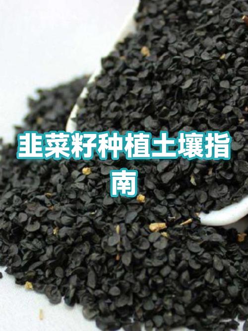 韭菜籽怎么种植方法视频图标