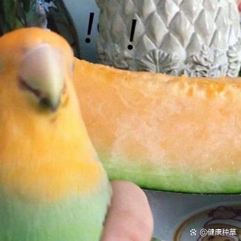 家里自己飞来一只鹦鹉是什么预兆截图