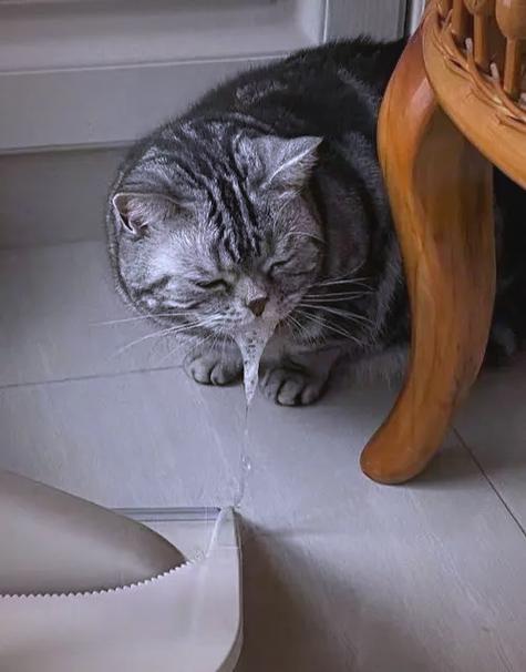 猫吐白沫怎么回事图标