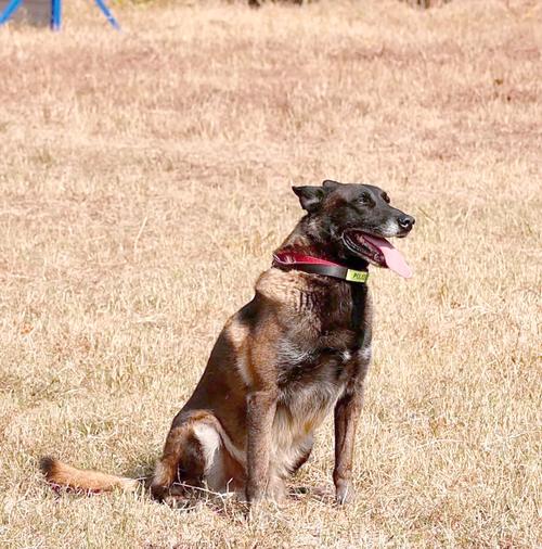 警犬赤龙最后死了没图标