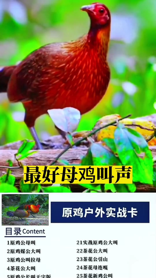 最好的母鸡下蛋叫声图标