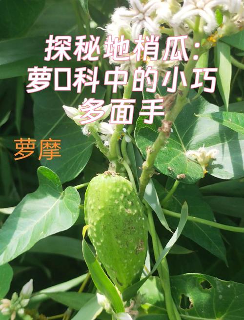ひょうたんから駒が出る图标