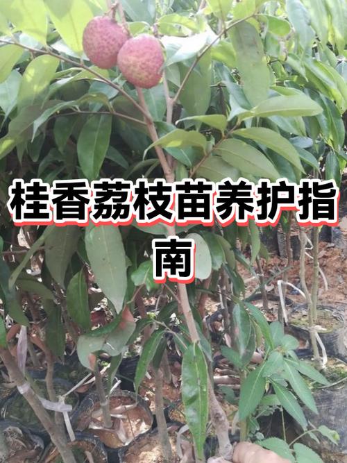 如何让荔枝花短壮截图