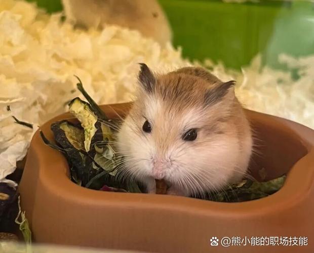 小仓鼠寿命几年