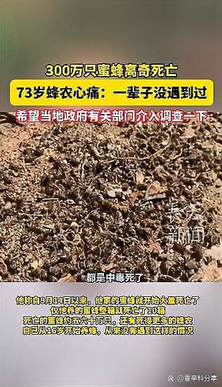 蜜蜂窝突然不见了怎么回事