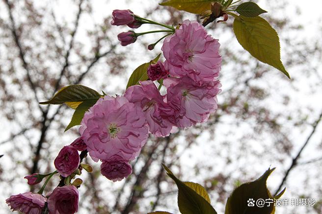 某父樱花图标