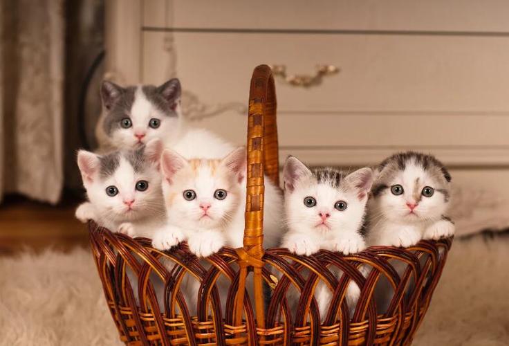 家里养几只猫最好图标