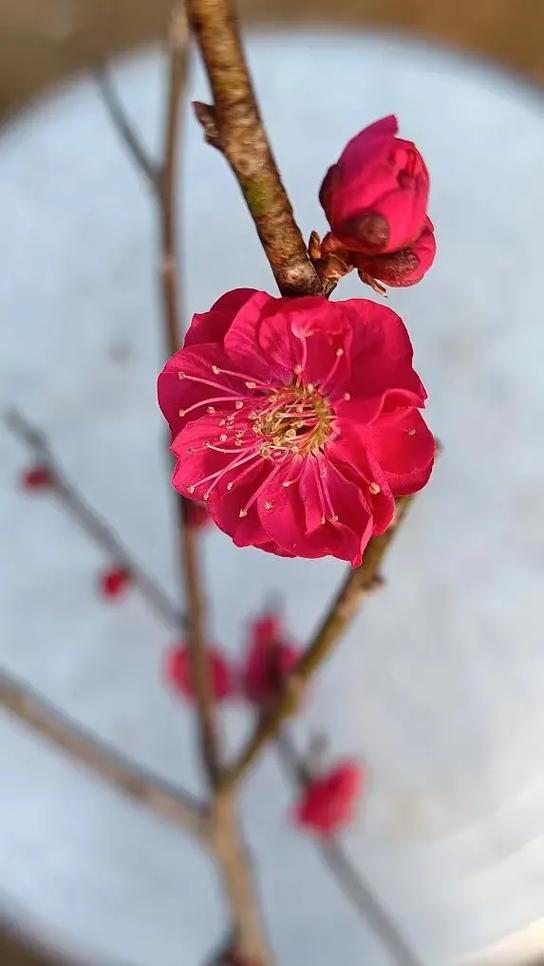 梅花红梅图标