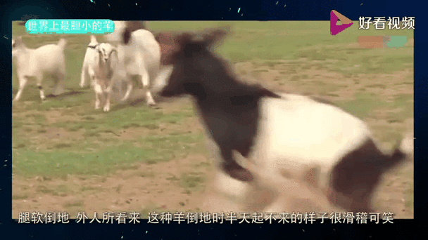 羔羊脖子僵硬四肢发直图标