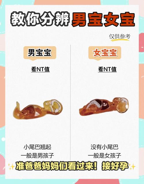 崽崽是男孩还是女孩图标