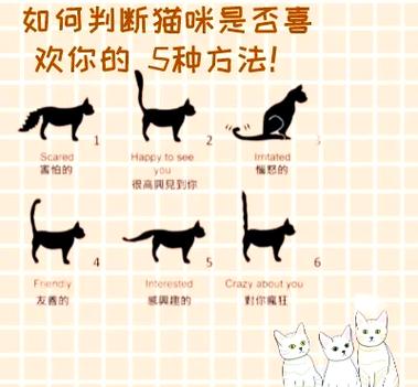 怎么看猫喜不喜欢主人图标
