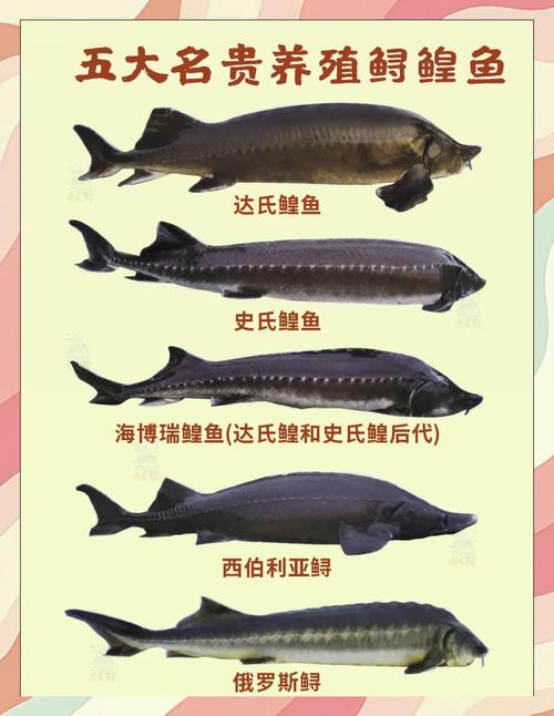 鮸鱼为何被列为癌症鱼图标