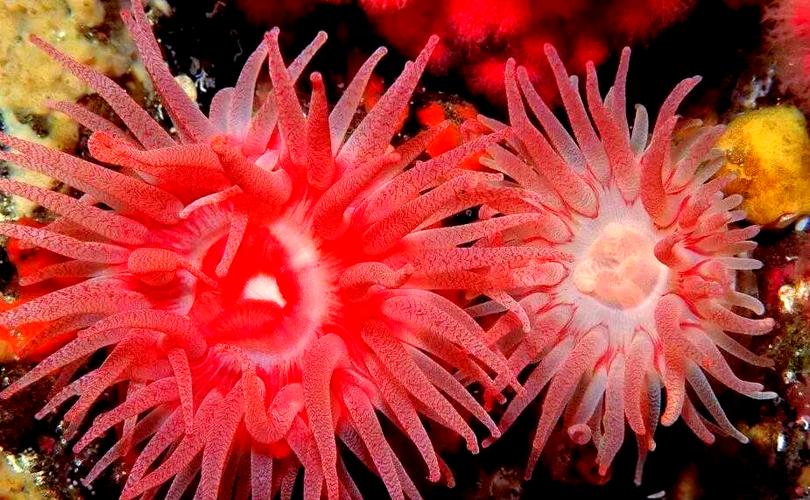 海葵的图片图标