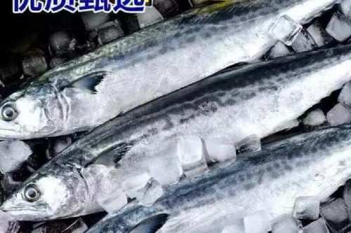 大青花鱼图标