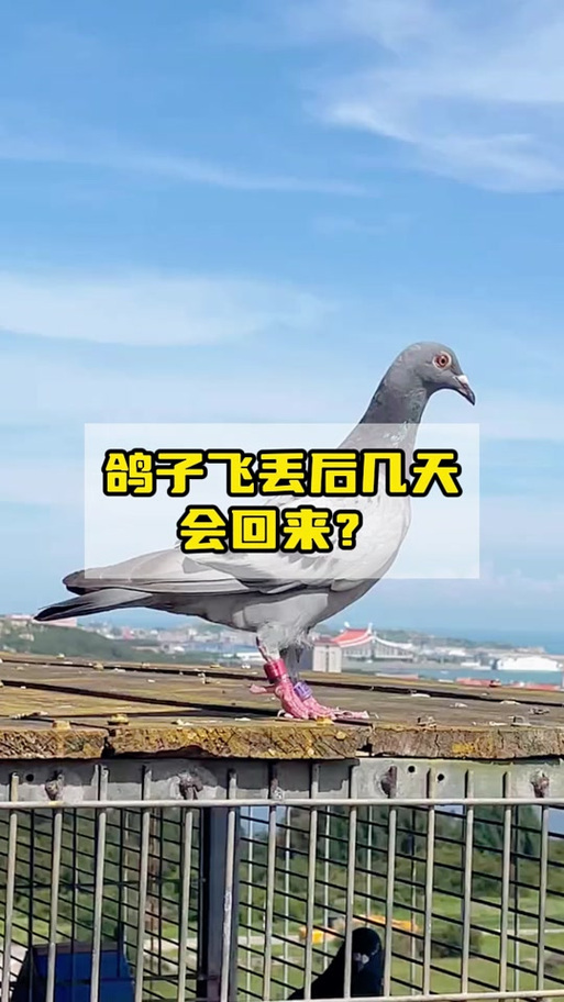 鸽子为什么能飞回原来的家图标