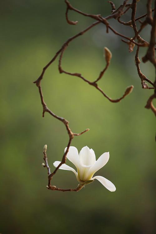 木兰花和玉兰花的区别图标
