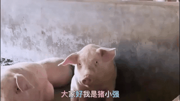 猪喝奶茶的表情包图标