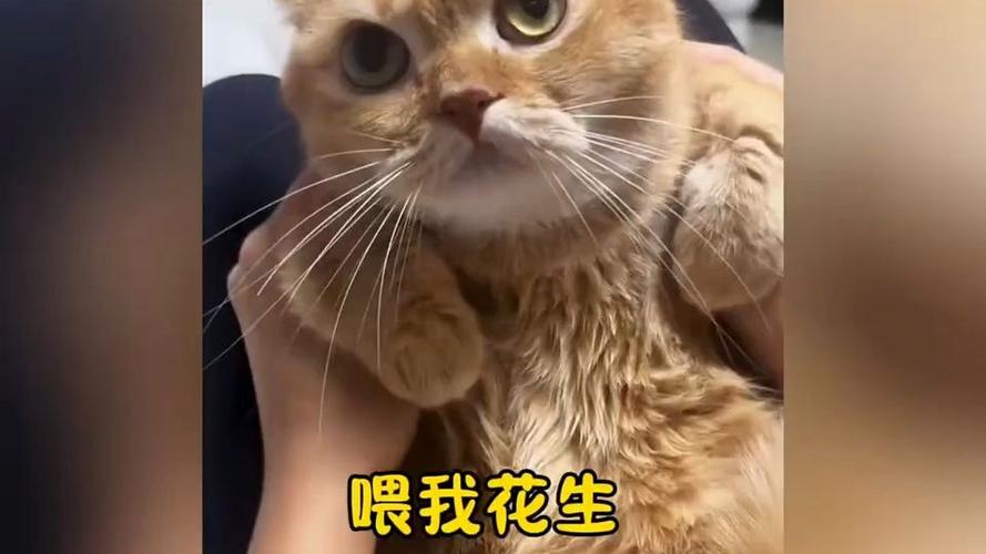 喂我喂我图标