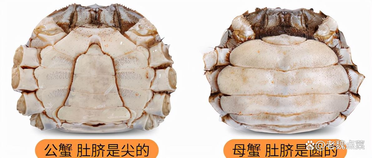 公蟹好吃还是母蟹好吃图标