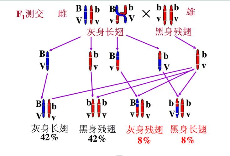 基因连锁的概念图标