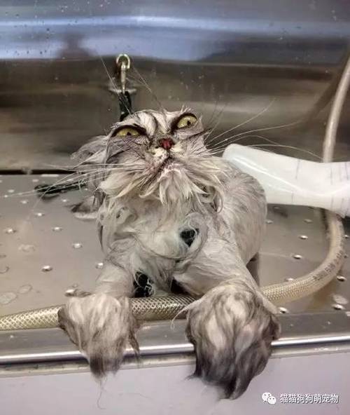 法国潮湿的猫截图