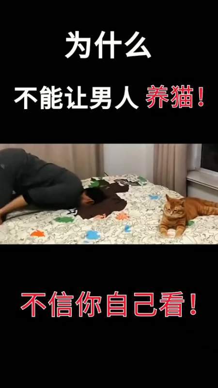 猫咪段子1.1.2图标