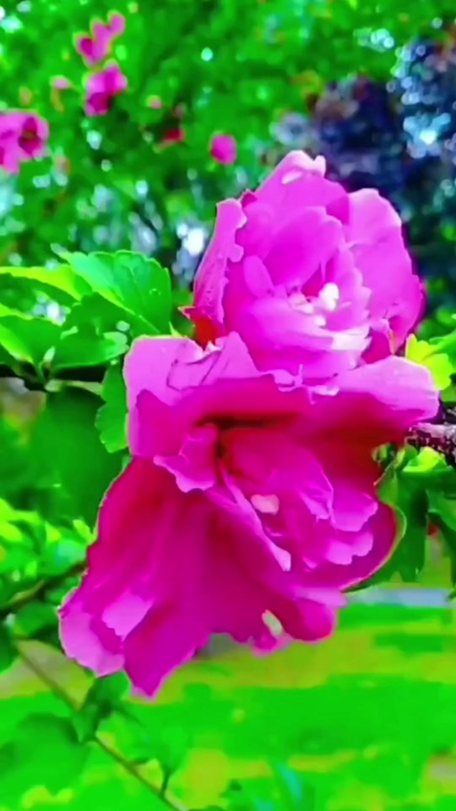 顺和花的样子截图