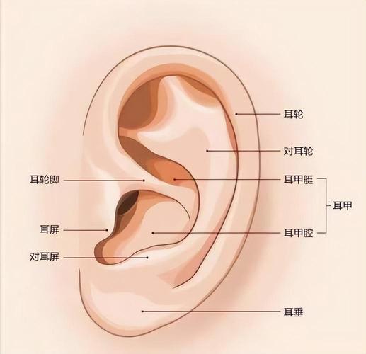 油耳朵掏耳图标