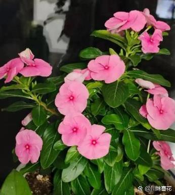 长春市鲜花批发市场