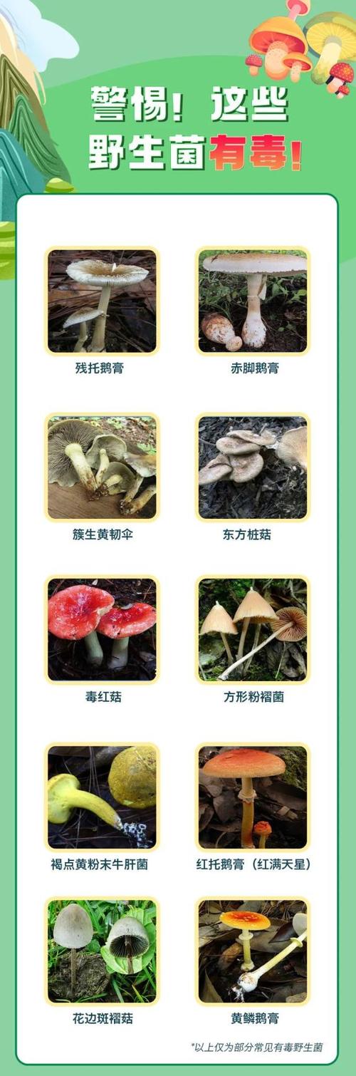 毒蘑菇识别最简单方法截图