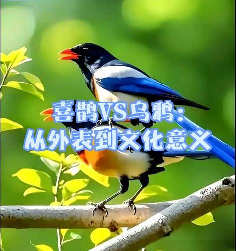 乌鸦和喜鹊哪个战斗力强图标