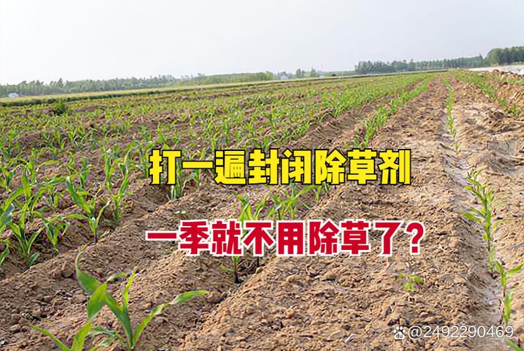 除草防封截图