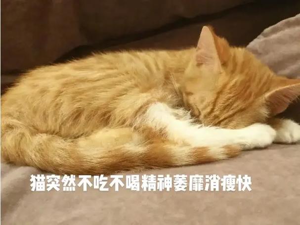 猫猫不吃饭是什么原因图标