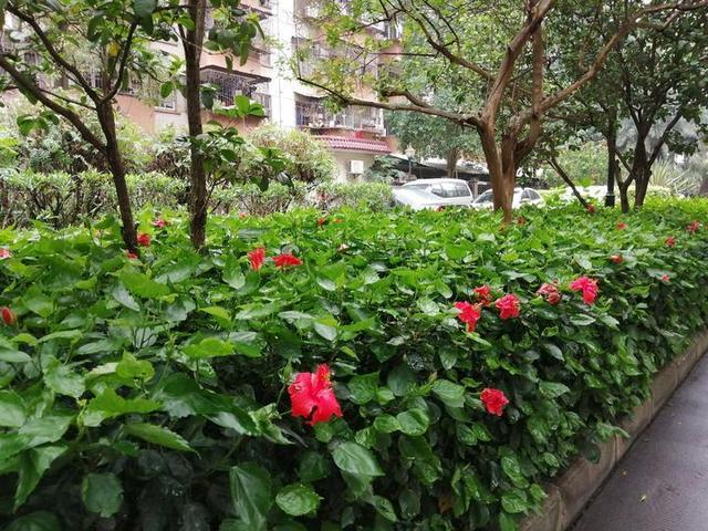现在开花圃赚钱不图标