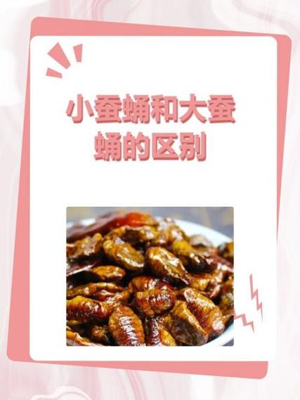 大蚕蛹和小蚕蛹分别什么品种图标
